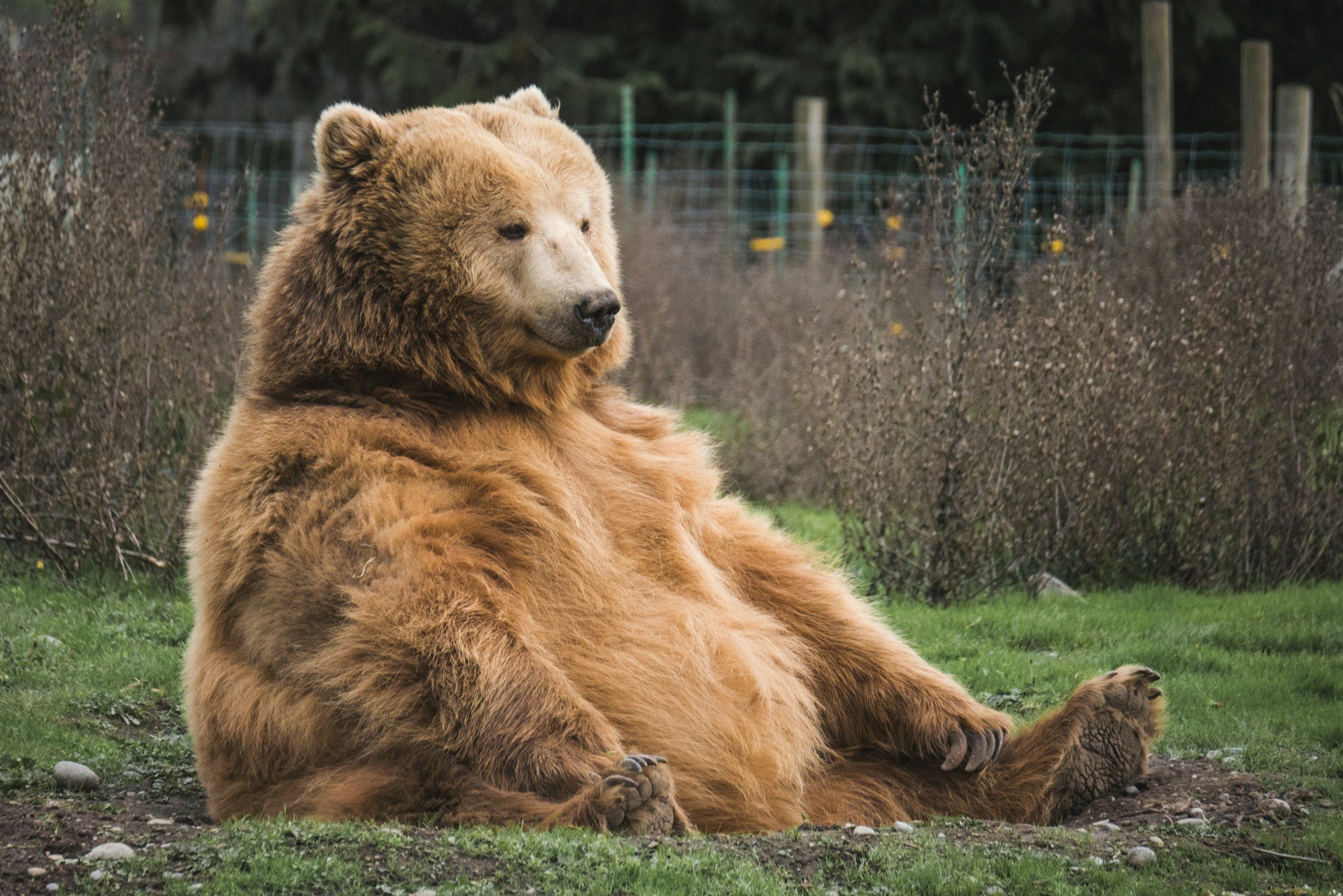Quels sont les meilleurs endroits pour observer les ours bruns en ...